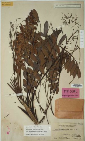 Long jack - Eurycoma longifolia (Taxonomy, Characteristics ...