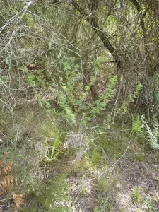 How to Prune Indigofera stricta