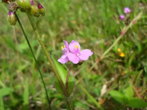 Tripogandra purpurascens Flower, Leaf, Care, Uses - PictureThis