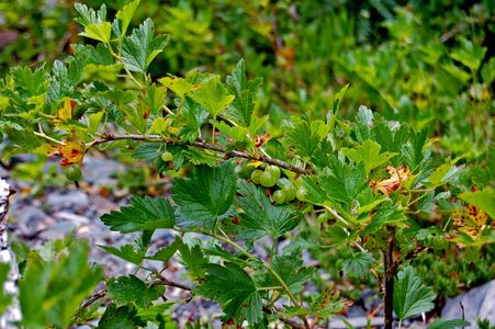 Hairy-stem gooseberry (Ribes hirtellum) - PictureThis