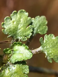How to Propagate Gunnera arenaria