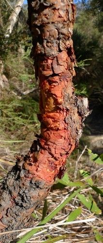 Broad-leaved geebung (Persoonia levis) - PictureThis