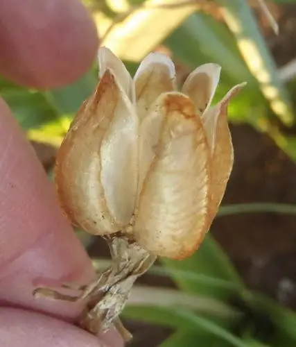 Fibrous slime lily (Albuca setosa) Flower, Leaf, Care, Uses - PictureThis