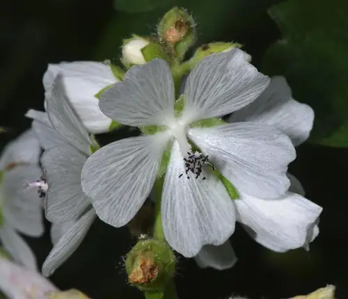 Prairie mallow (Sidalcea candida) Flower, Leaf, Care, Uses - PictureThis