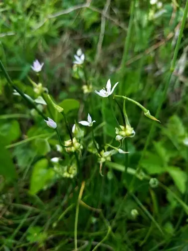 Meadow garlic (Allium canadense var. canadense) Flower, Leaf, Care ...
