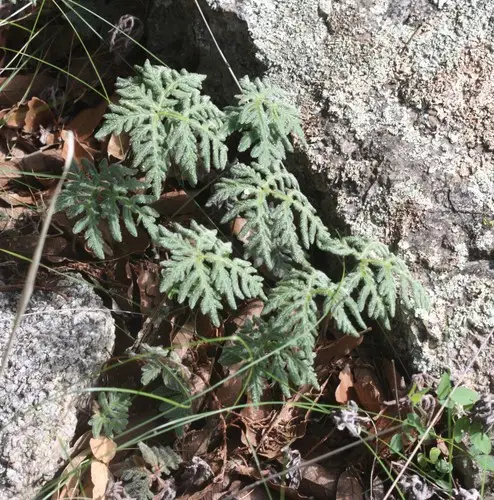 Copper fern (Bommeria hispida) Flower, Leaf, Care, Uses - PictureThis