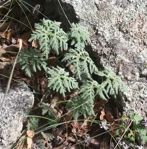 How to Prune Copper fern