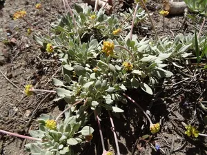 How to Propagate Marumleaf buckwheat