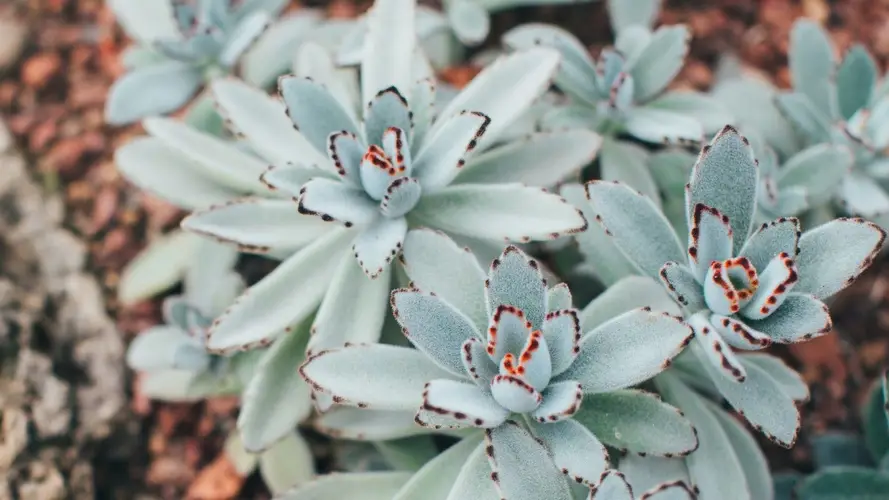 How to Plant and Grow Chocolate soldier(Kalanchoe tomentosa)