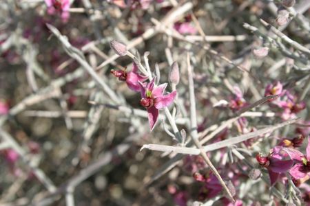 How to Grow and Care for Littleleaf ratany