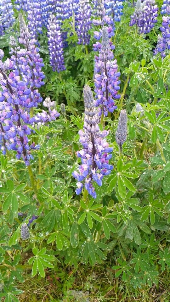 What Are Common Nootka lupine Problems?