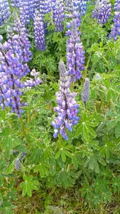 How to Prune Nootka lupine