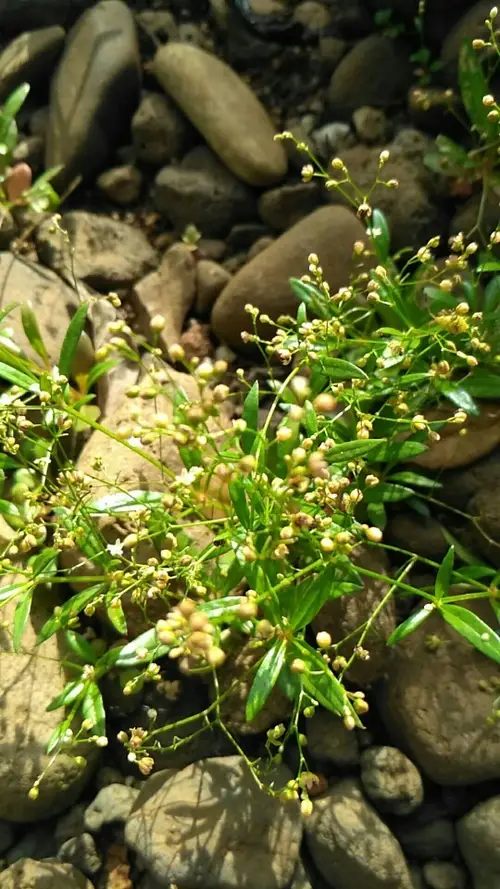 Trigastrotheca stricta - PictureThis