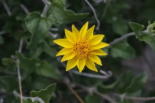 Parish's goldeneye (Bahiopsis parishii) Flower, Leaf, Care, Uses ...