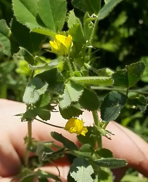 Barrel clover (Medicago truncatula) Flower, Leaf, Care, Uses - PictureThis