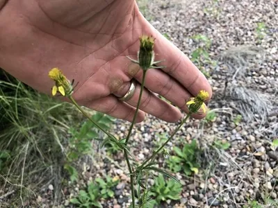 🍀 Cómo cultivar y cuidar una Aceitilla