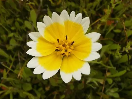 Layia fremontii - PictureThis
