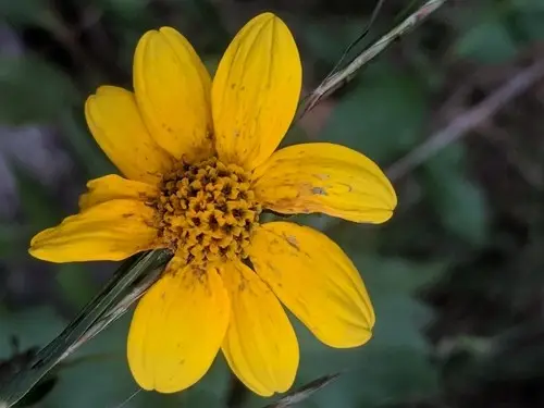 Chamiso (Viguiera dentata) - PictureThis