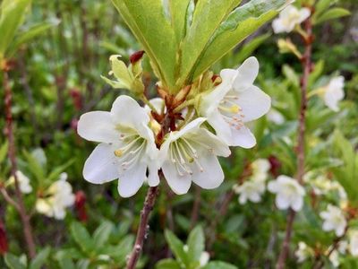 How to Grow and Care for Cascade azalea