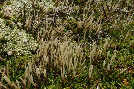 How to Grow and Care for Creeping coprosma