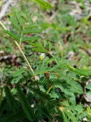 Slenderlobe bundleflower (Desmanthus leptolobus) Flower, Leaf, Care ...
