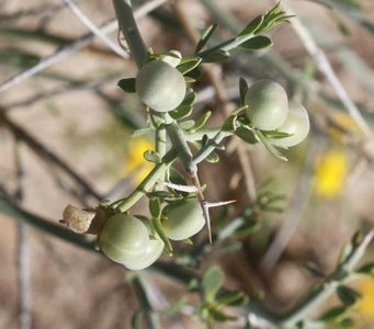 Cómo cultivar y cuidar una Menodora spinescens