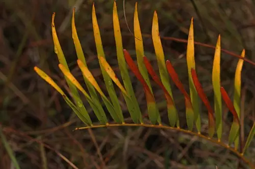 Coontie (Zamia integrifolia) Flower, Leaf, Care, Uses - PictureThis