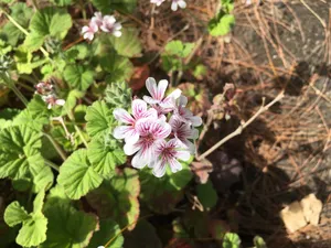Where To Place Austral storksbill In Feng Shui? (Characteristics ...