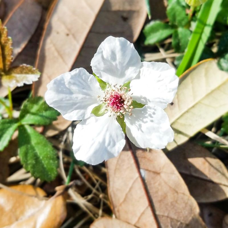 Discover the Symbolism and Beauty of the Southern Dewberry Flower