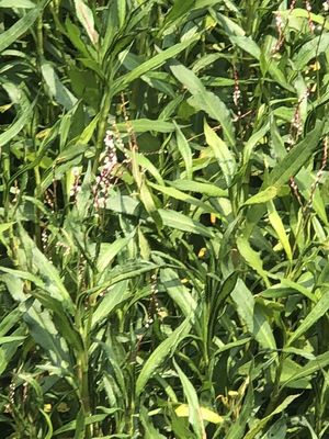 How to Grow and Care for Persicaria