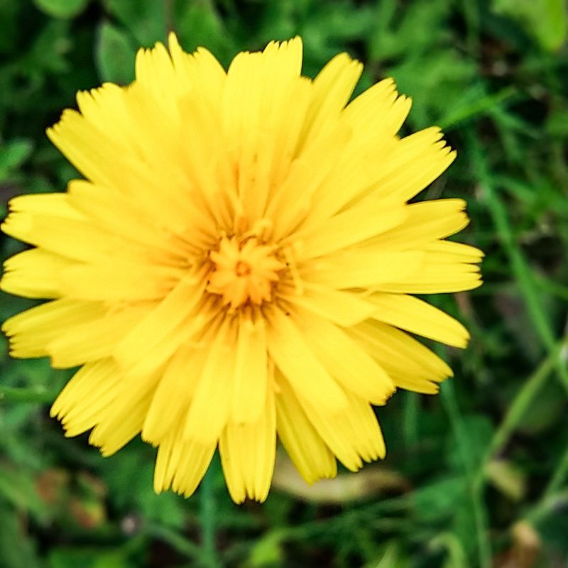 Discover the Timeless Beauty and Symbolism of the Autumn Hawkbit Flower