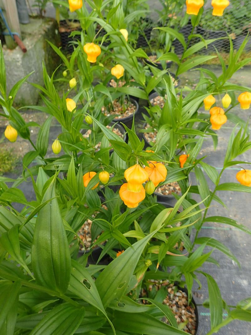 How Much Sunlight Do Christmas bells Need?