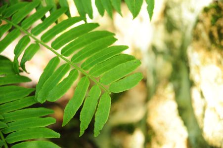 How to Grow and Care for Mules-foot fern