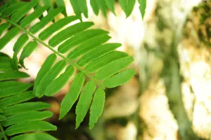 How to Prune Mules-foot fern