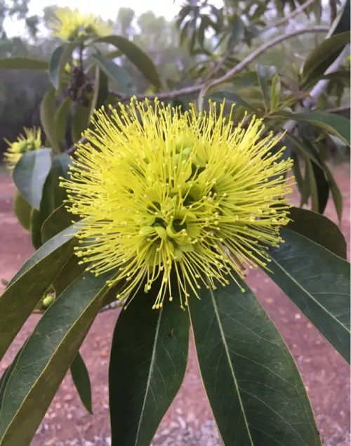 How to Plant and Grow Golden penda(Xanthostemon chrysanthus)