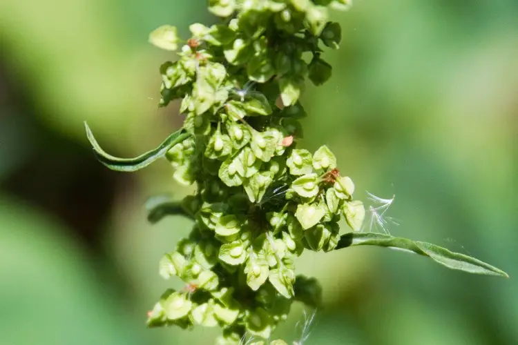 Curly dock (Rumex crispus) Flower, Leaf, Care, Uses - PictureThis