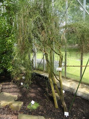 How to Grow and Care for Nz native broom