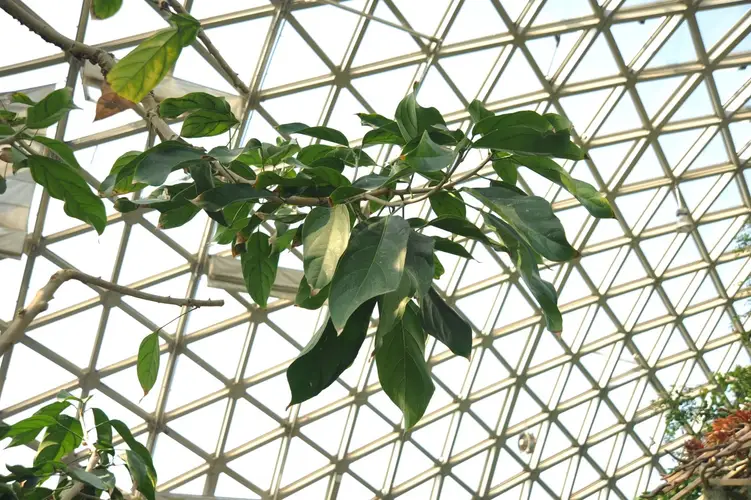 Scaphium scaphigerum - PictureThis