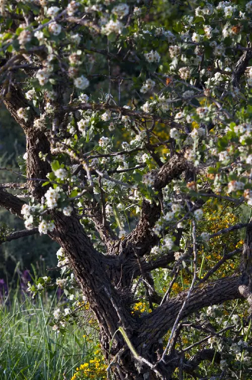 Syrian pear (Pyrus syriaca) Flower, Leaf, Care, Uses - PictureThis