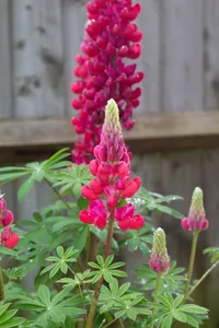 How to Propagate Garden lupine 'Red Rum'