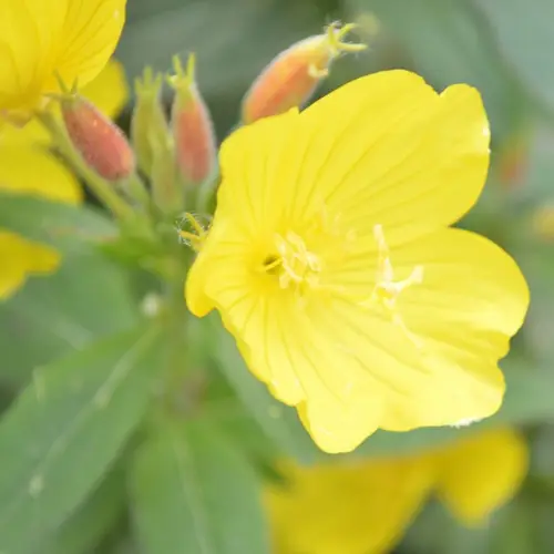 How to Plant and Grow Evening Primrose(Oenothera pilosella)