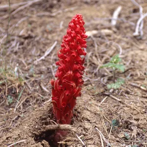 How to Propagate Snow plant