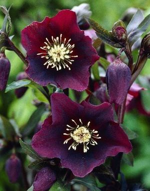 Helleborus × hybridus 'Pretty Ellen Red' - PictureThis