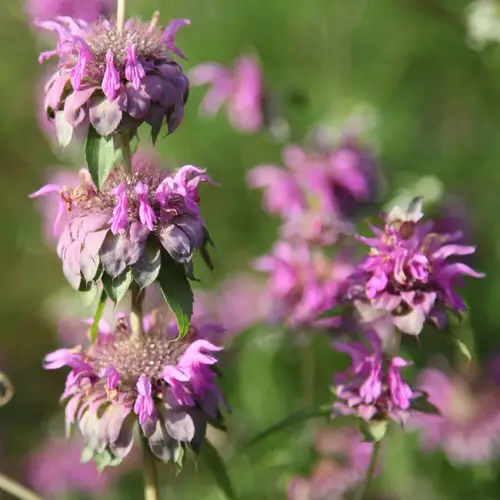 Menta limón (Monarda citriodora) - PictureThis