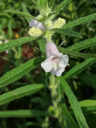 Sesamum indicum subsp. indicum - PictureThis