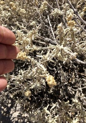 How to Grow and Care for Utah butterfly-bush