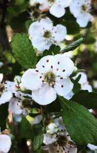 How to Propagate Eastern mayhaw