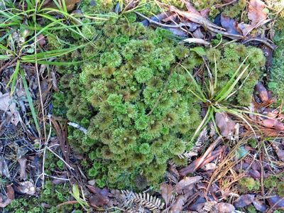 Hypnodendron comatum - PictureThis