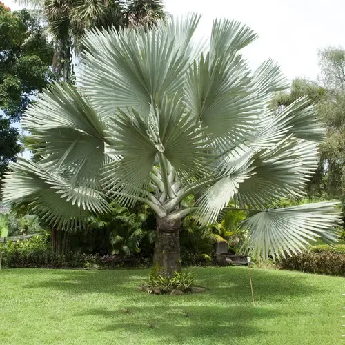 How to Plant and Grow Bismarck Palm(Bismarckia nobilis)