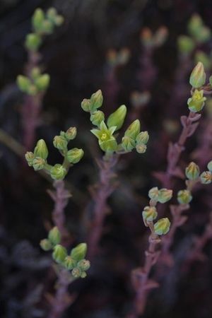 Dudleya abramsii subsp. parva - PictureThis